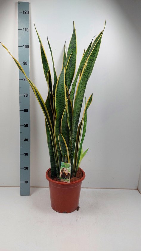 Groene plant – Vrouwentongen (Sansevieria Laurentii) met bloempot ...