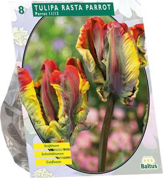 Tulpenbol Rasta Parrot - 1 x 8 stuks | bol