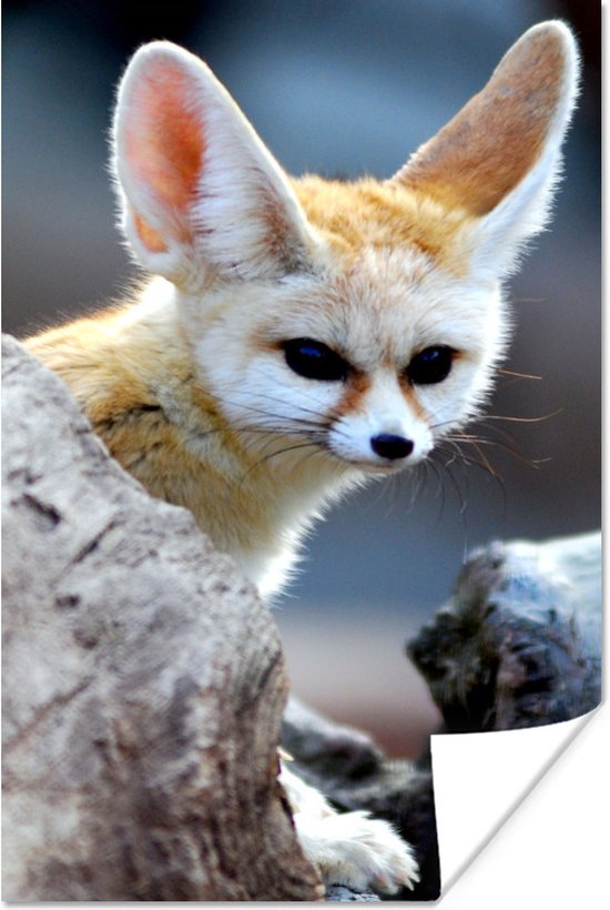 Fennek vos op een oude boomstam Poster 60x90 cm - Foto print op Poster ...