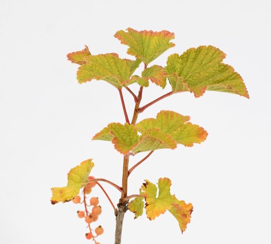 Ribes rubrum'Rolan ', groseille rouge, groseille, pot cultivé pour ...