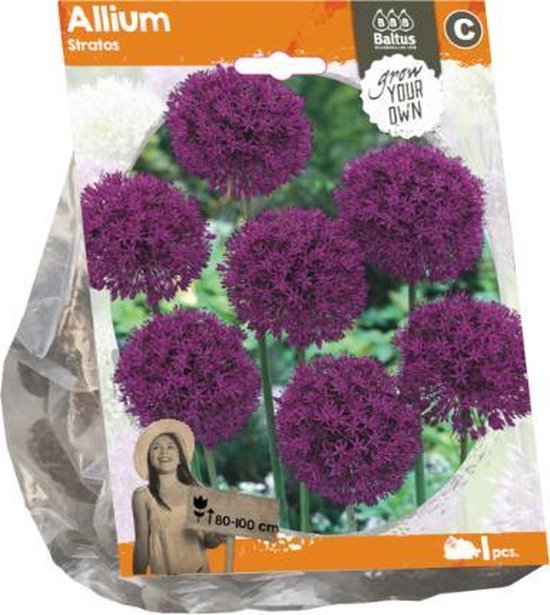 Allium Stratos (Sp) per 1 | bol.com