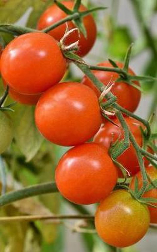 Notebook, Wild Pages Press | 9781690650362 | Boeken | bol.com