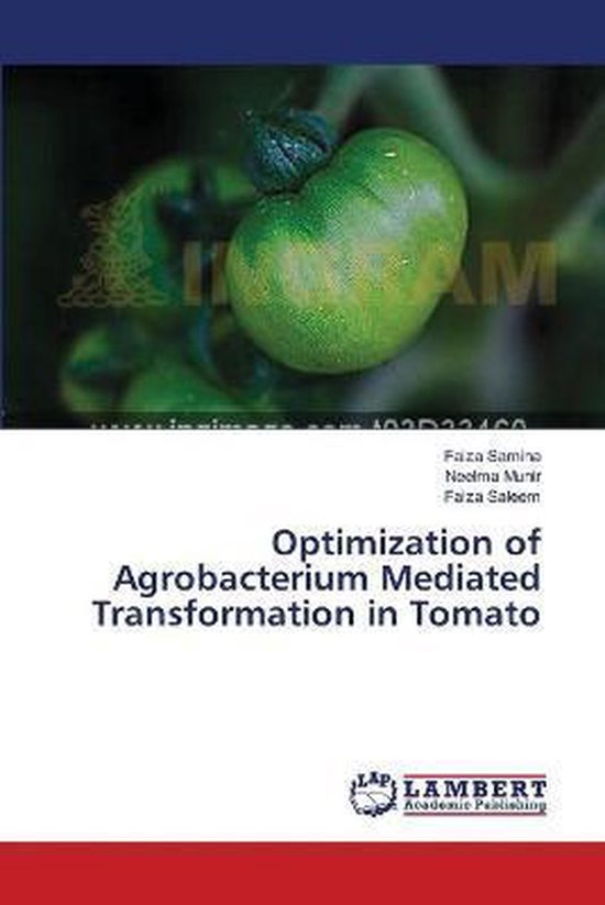 Optimization of Agrobacterium Mediated Transformation in Tomato ...