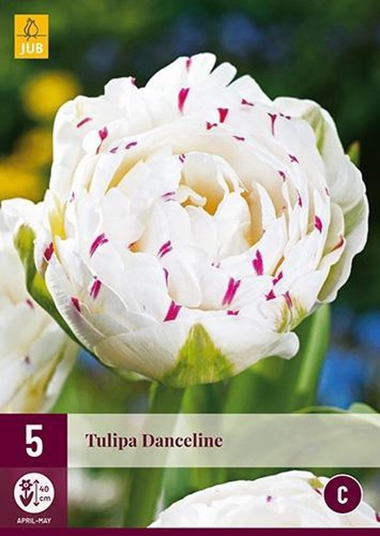 X 5 Tulipa Danceline | bol.com