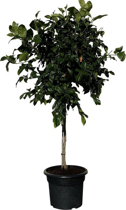 Citroenboom - Citrusboom - Citroenplant - Eetbaar - Pot ⌀ 26cm - Hoogte ...