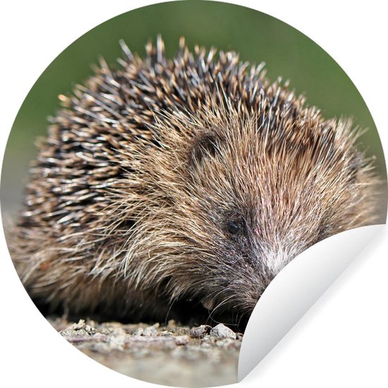 WallCircle - Muurstickers - Behangcirkel - Egel - Water - Zon - 100x100 ...