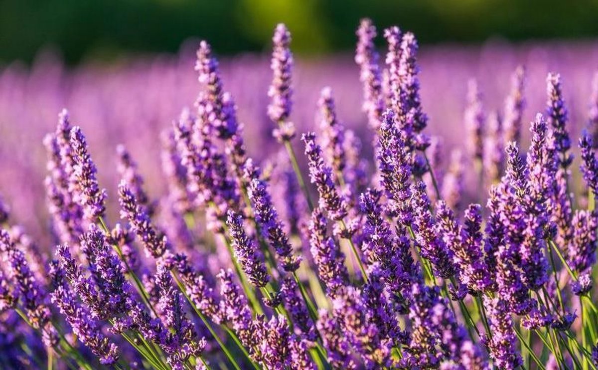 Kuusi Scrub Lavendel 5 liter - Hydraterende Lichaamsscrub | bol