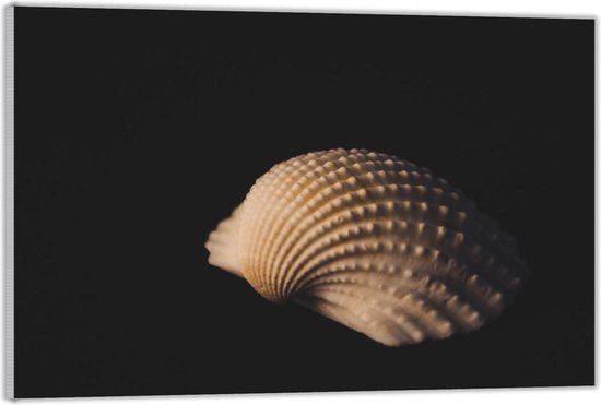 Acrylglas –Witte Schelp -40x30 (Met ophang) | bol.com