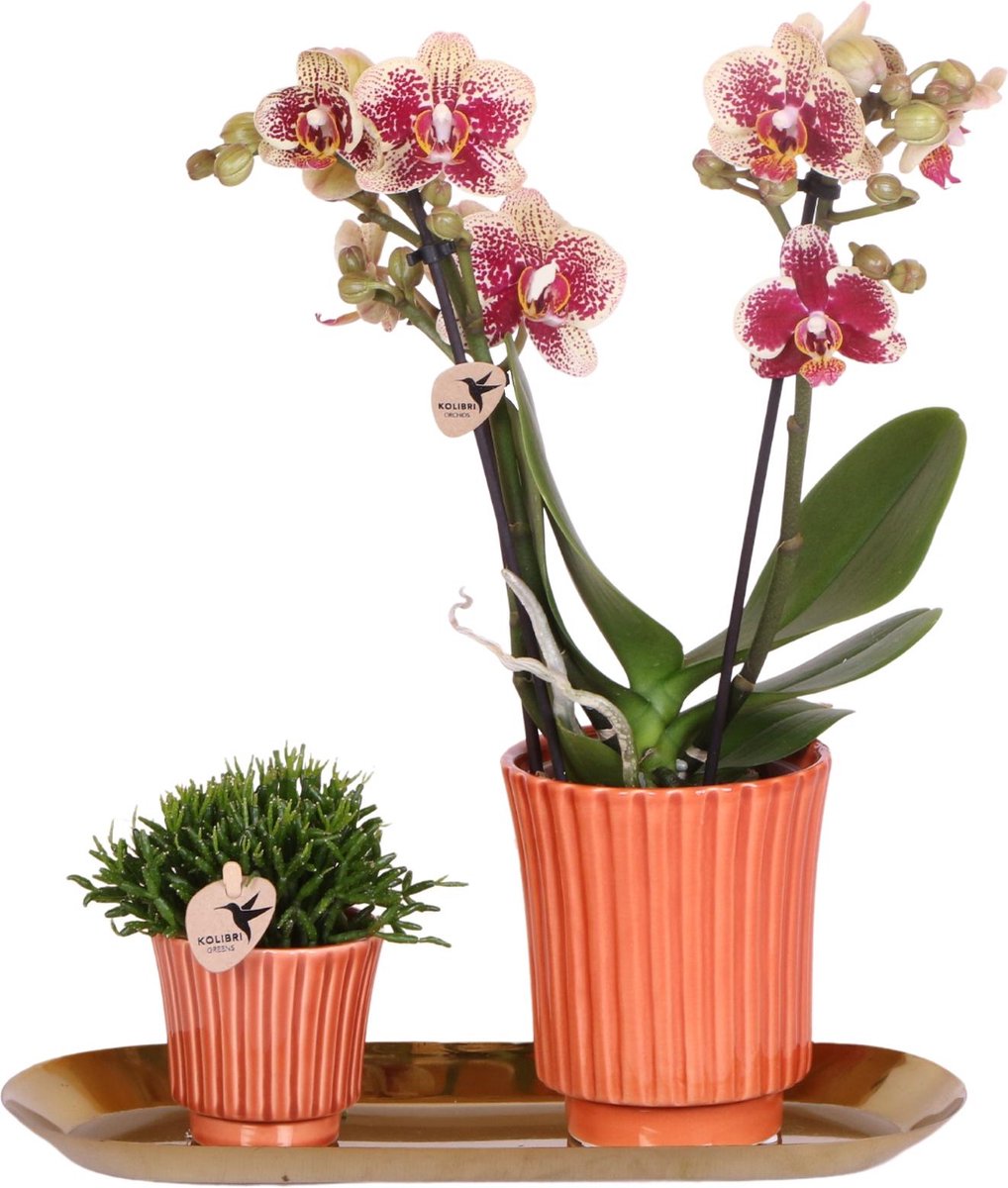 Kolibri Company - Set van geel rode orchidee en Rhipsalis op gouden ...