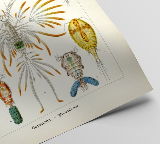 Calanus - Copepoda (Kunstformen der Natur), Ernst Haeckel - Foto op ...