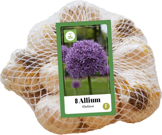 Jub Holland Bloembollen Allium Gladiator 8 Stuks - Sieruien ...