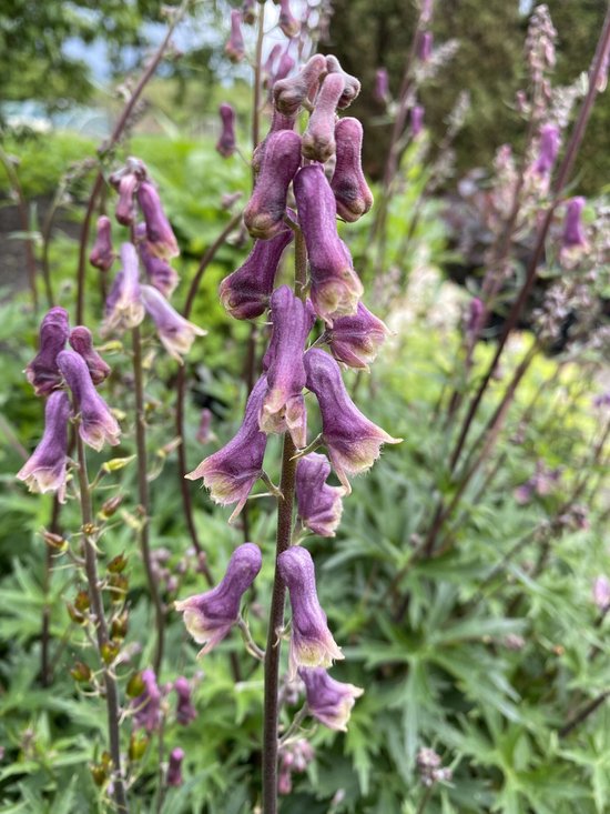 6 x Aconitum 'Purple Sparrow' - Monnikskap - P9 Pot (9 x 9cm) - Dima ...