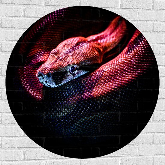 WallClassics - Muursticker Cirkel - Rode Slang met Zwarte Achtergrond ...