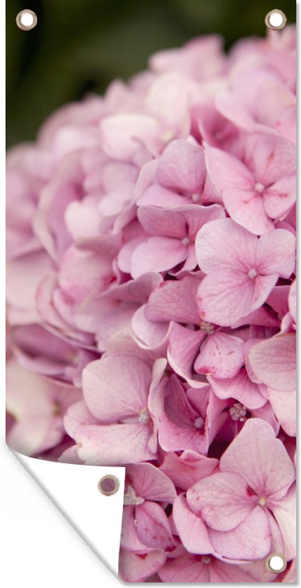 Poster de jardin Gros plan d'un hortensia rose - 40x80 cm - Décoration ...