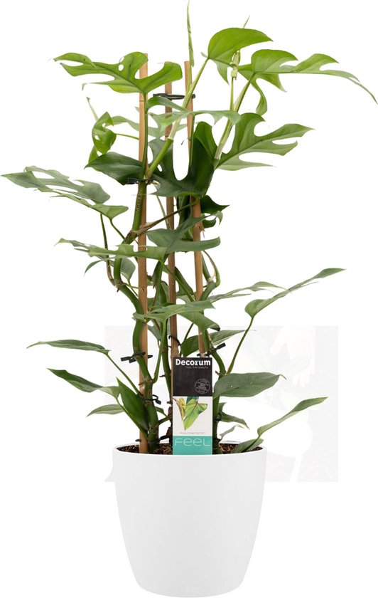 Decorum Philodendron Minima in ELHO sierpot Brussels (Wit) - Kwekerij Montis... | bol.com