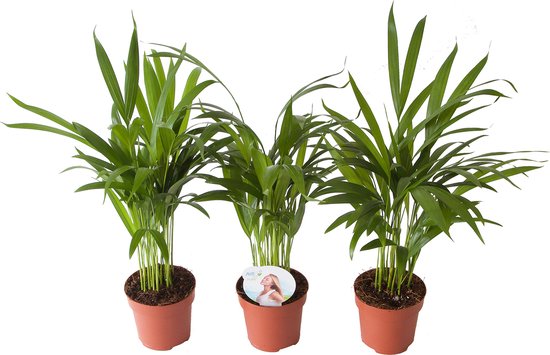 Goudpalm (Areca / Dypsis Palm) - Set van 3 - VDE-plant - Groene Plant ...