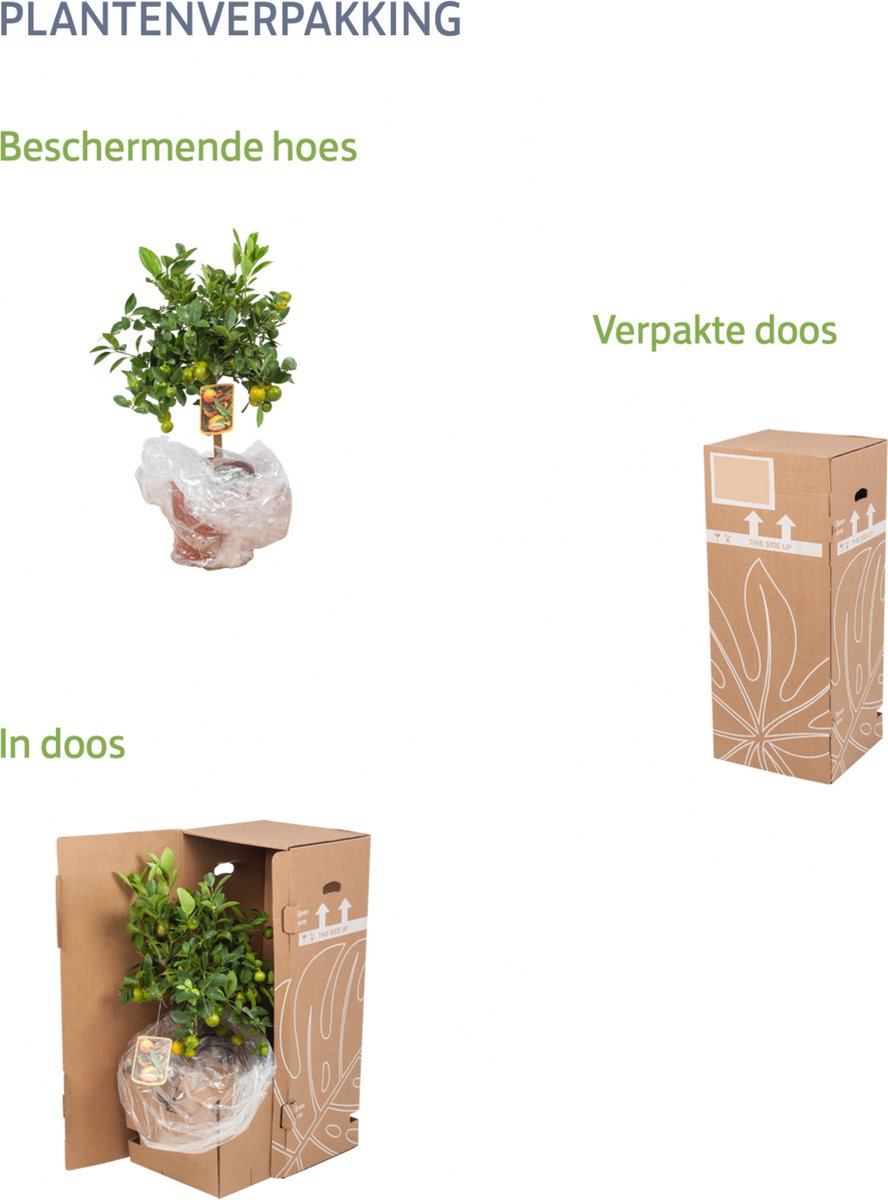 Decorum Kentia Palm in ELHO sierpot Vibes Fold (donkerblauw) - Gerrit ...