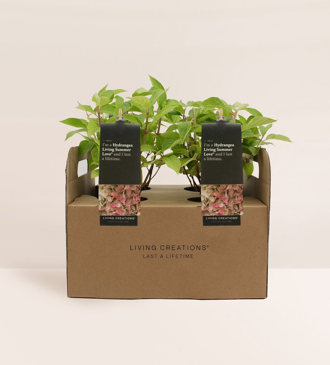 Hydrangea Living Candy Love® - 4 stuks - Voordeelverpakking | bol.com