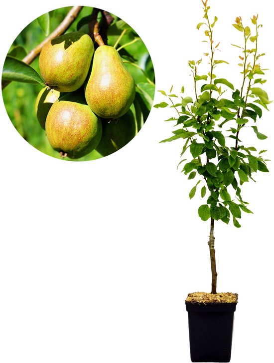 Pyrus Communis 'Williams' Perenboom - 5 liter pot - 90cm | bol
