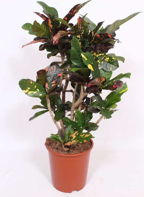 Kamerplant van Botanicly – Croton – Hoogte: 110 cm – Codiaeum ...