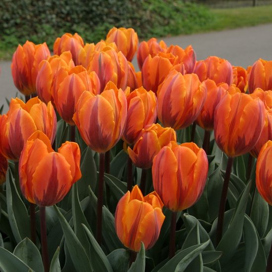 Tulp Prinses Irene | 10 stuks | Enkel vroeg | Oranje | Tulpenbollen | bol