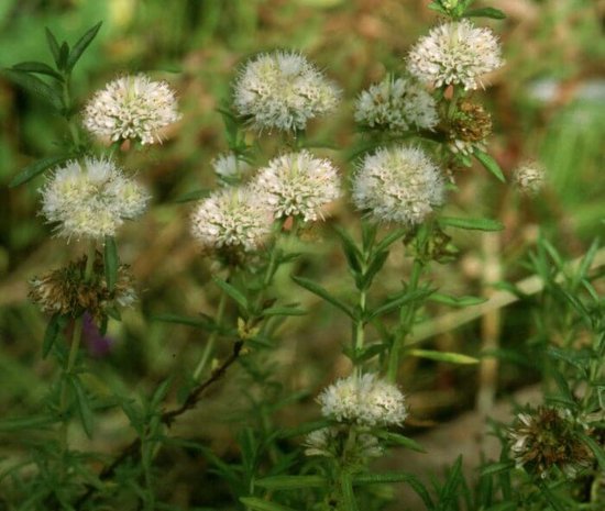 Witte engelse watermunt (Preslia cervina 'alba') - Vijverplant - 3 ...