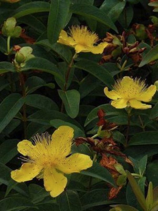 6 x Hypericum calycinum - HERFSTHOOI, SINT JANSKRUID - pot 9 x 9 cm | bol