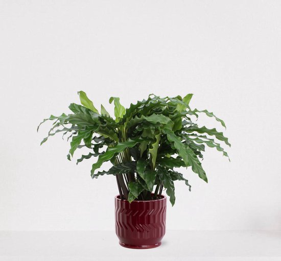 Calathea Blue Grass in sierpot Jacky Bordeaux Rood – luchtzuiverende ...