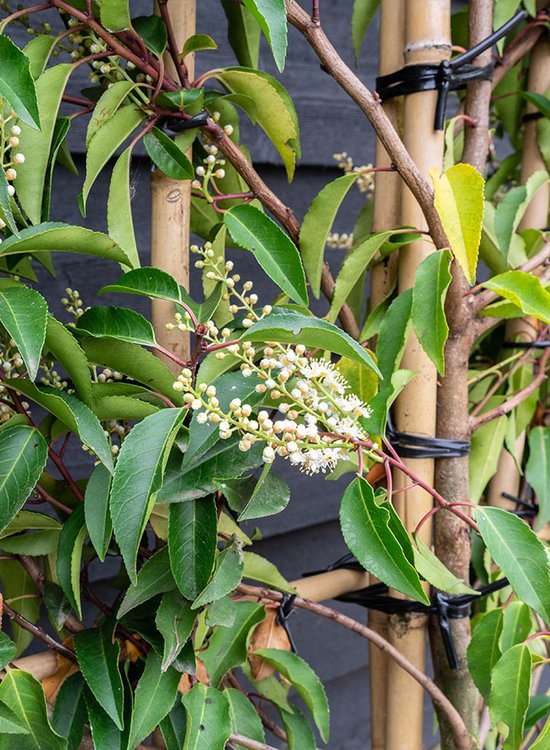 Portugese laurier als leiboom | Prunus lusitanica Angustifolia ...