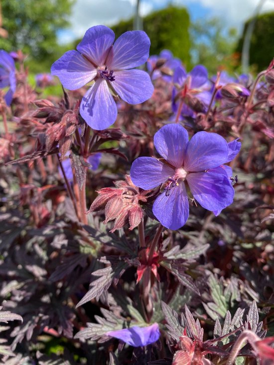 6 x Geranium prat. 'Midnight Reiter' - Ooievaarsbek - P9 Pot (9 x 9cm ...
