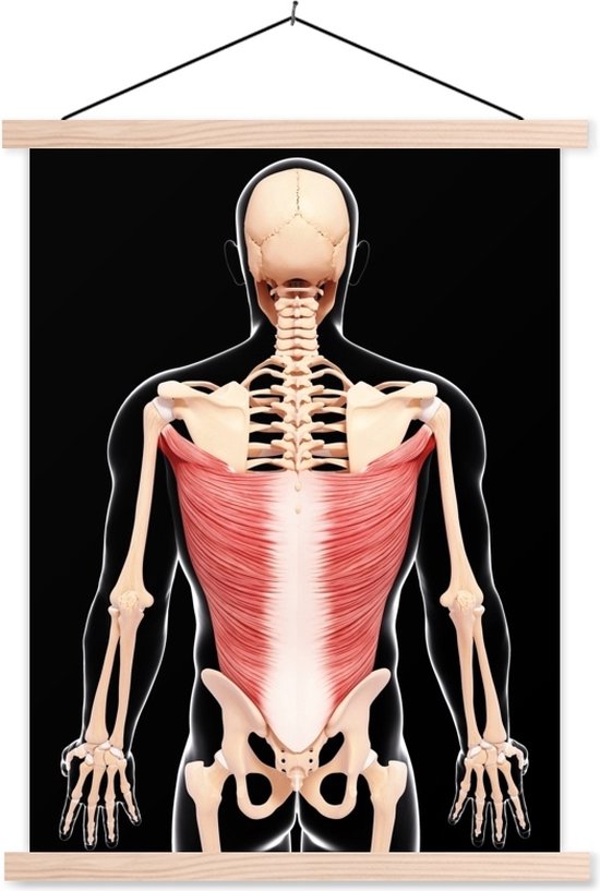 illustration de l'affiche de l'école Latissimus Dorsi lattes plates ...