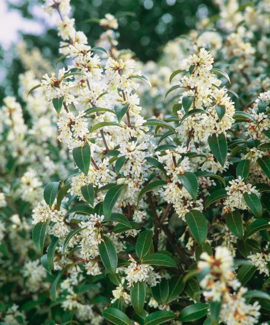 Osmanthus burkwoodii C3 40-60 cm | bol