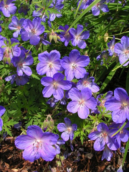 Geranium 'Johnson's Blue' - 2 liter pot | bol