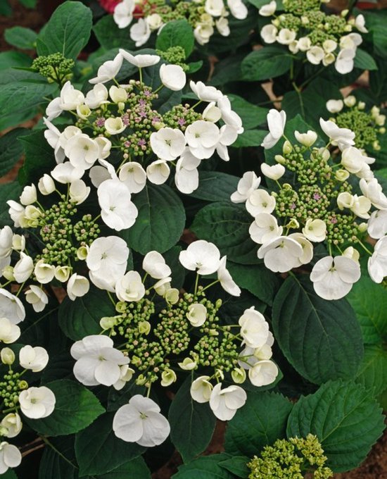 Hydrangea macrophylla 'Libelle' - 7 liter pot -.5 40-50 cm | bol