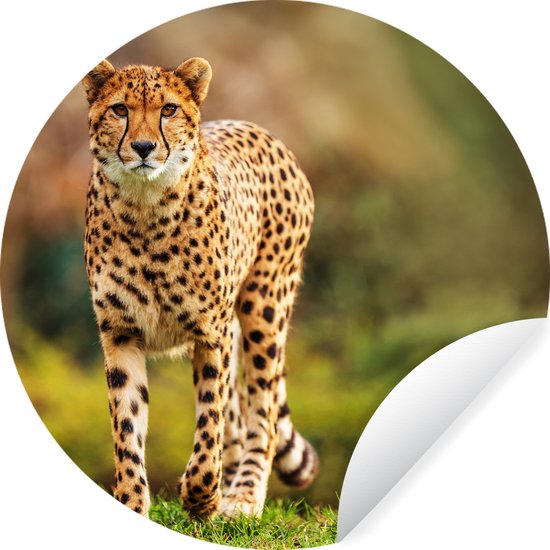 Behangcirkel - Behangcirkel dieren - Cheetah - Gras - Behangsticker - Zelfklevend... | bol.com