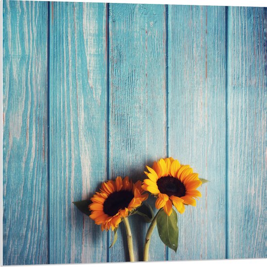 PVC Schuimplaat - Zonnebloemen met Blauwe Schutting - 80x80 cm Foto op ...