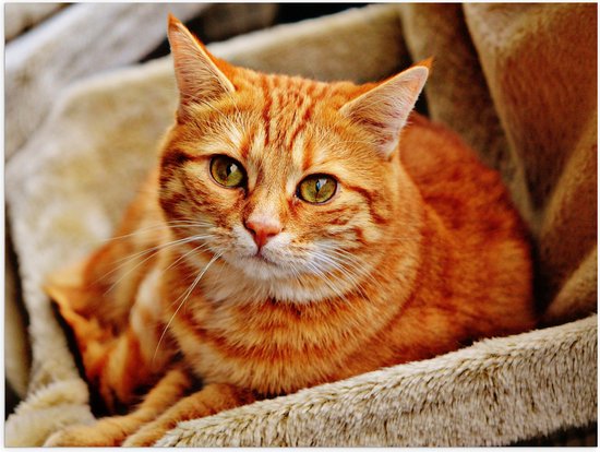 WallClassics - Poster (Mat) - Oranje Kat in een Mand - 40x30 cm Foto op ...
