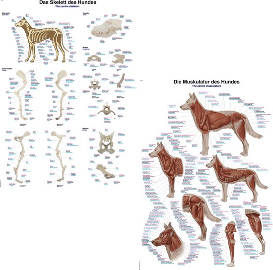 Anatomie posters skelet en spieren hond (papier, 50x70 cm ...