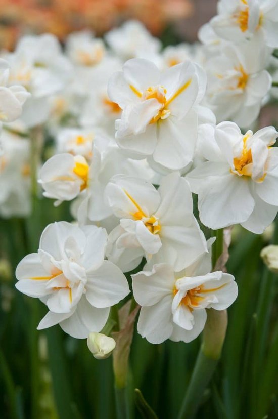 30 Narcis Sir Winston Churchill | bol