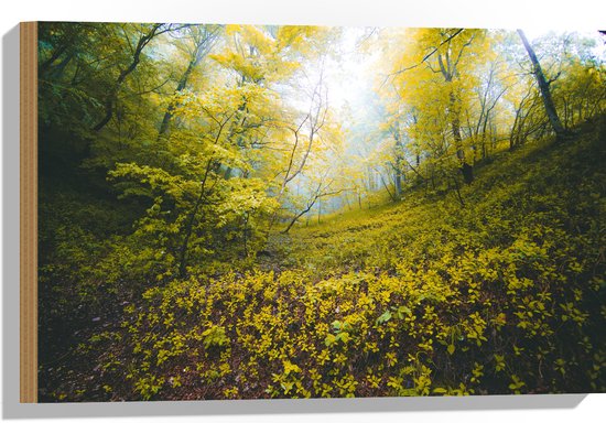 WallClassics - Hout - Begroeide Heuvel in het Bos - 60x40 cm - 12 mm ...