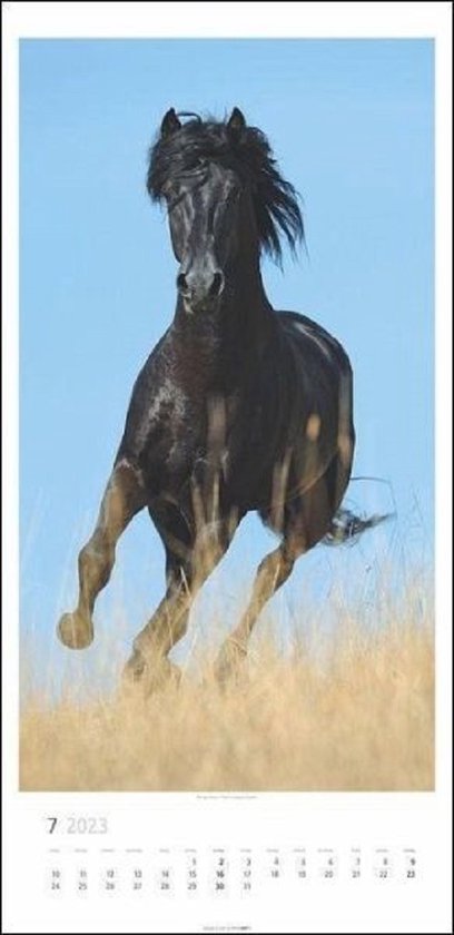 Stuewer, S: Pferde Kalender 2023 | bol