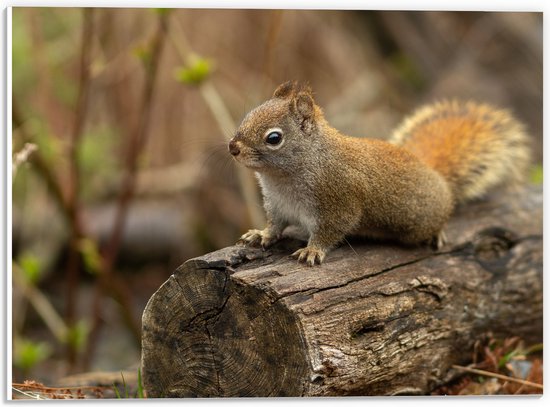 WallClassics - PVC Schuimplaat - Eekhoorn op een Boomstam - 40x30 cm ...
