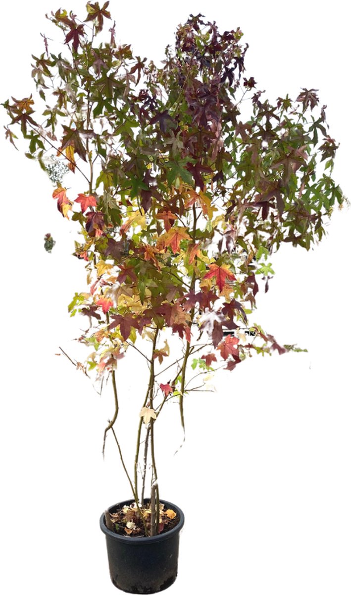 Amberboom | Liquidambar styraciflua Meerstammig | Meerstammig : 150-175 cm | bol.com