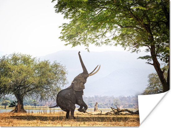 Balancerende olifant poster papier 160x120 cm - Foto print op Poster ...