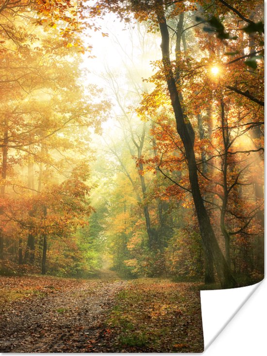 Poster Bos - Herfst - Zon - Landschap - Natuur - Bomen - Bladeren ...