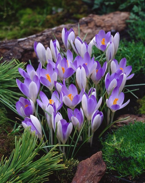 3 stuks | Crocus tommasinianus 'Lilac Beauty' P9 | bol.com