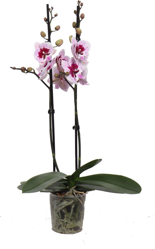 Orchidee van Botanicly – Maanorchidee wit met roze patroon – Hoogte: 65 ...
