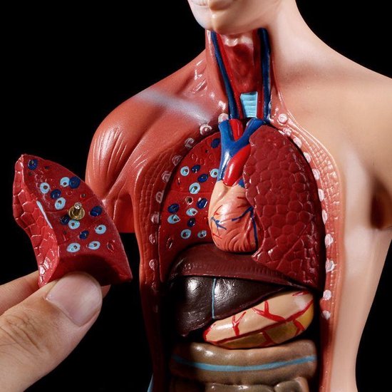 Anatomisch model menselijk lichaam - Torso voor educatieve doeleinden ...