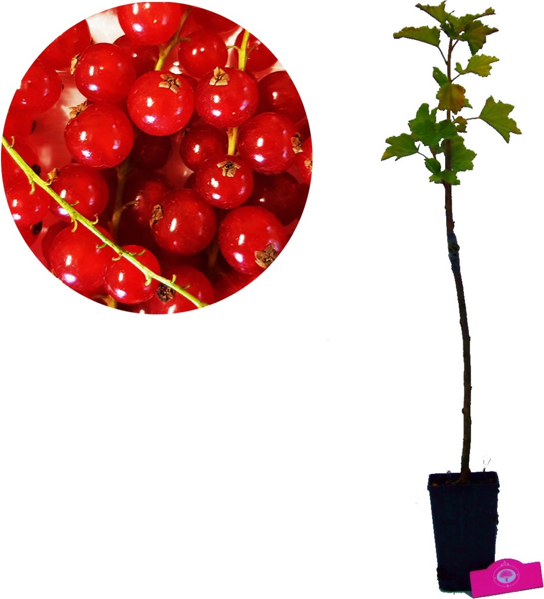 Ribes rubrum 'Jonkheer van Tets' aalbes - Op stam 60cm - 3 liter pot ...