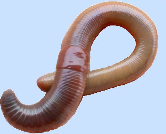 Wormen Dauwwormen Giant Canadian 12st Tempex | bol